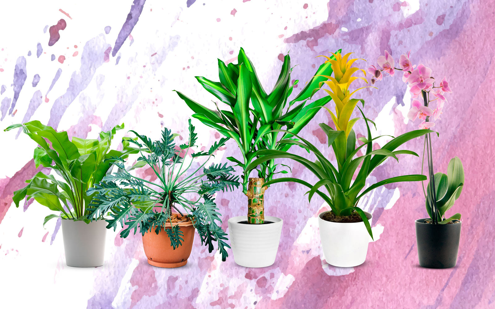 Plantastic... Becoming a Plant Parent | REm Magazine